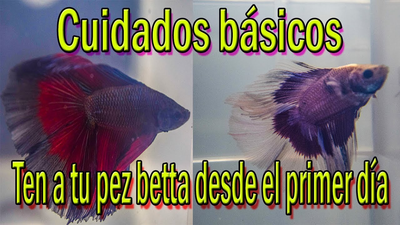 Cuidados básicos del pez betta! Ten a tu pez desde el primer día!! - YouTube