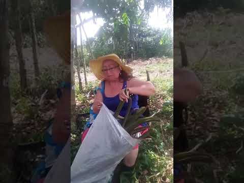 Finca puca ruca - mama cogiendo guabas