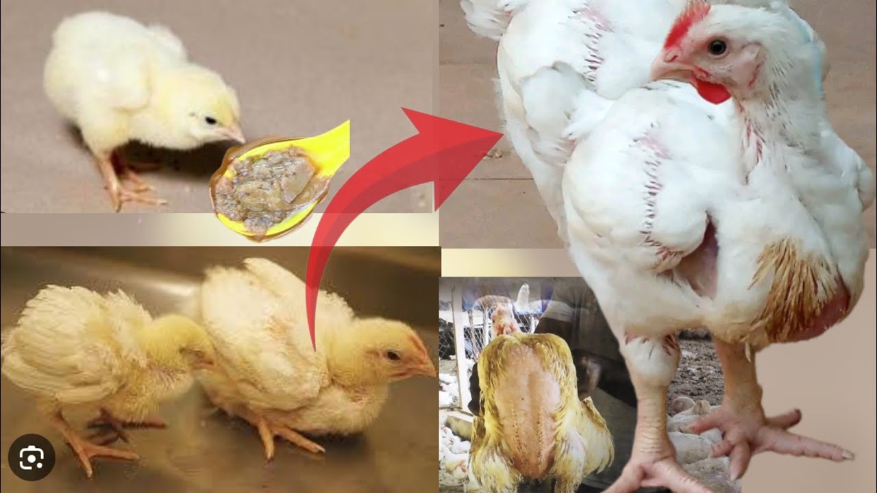 How to make stunted and slow growing broilers have rapid weight. - YouTube