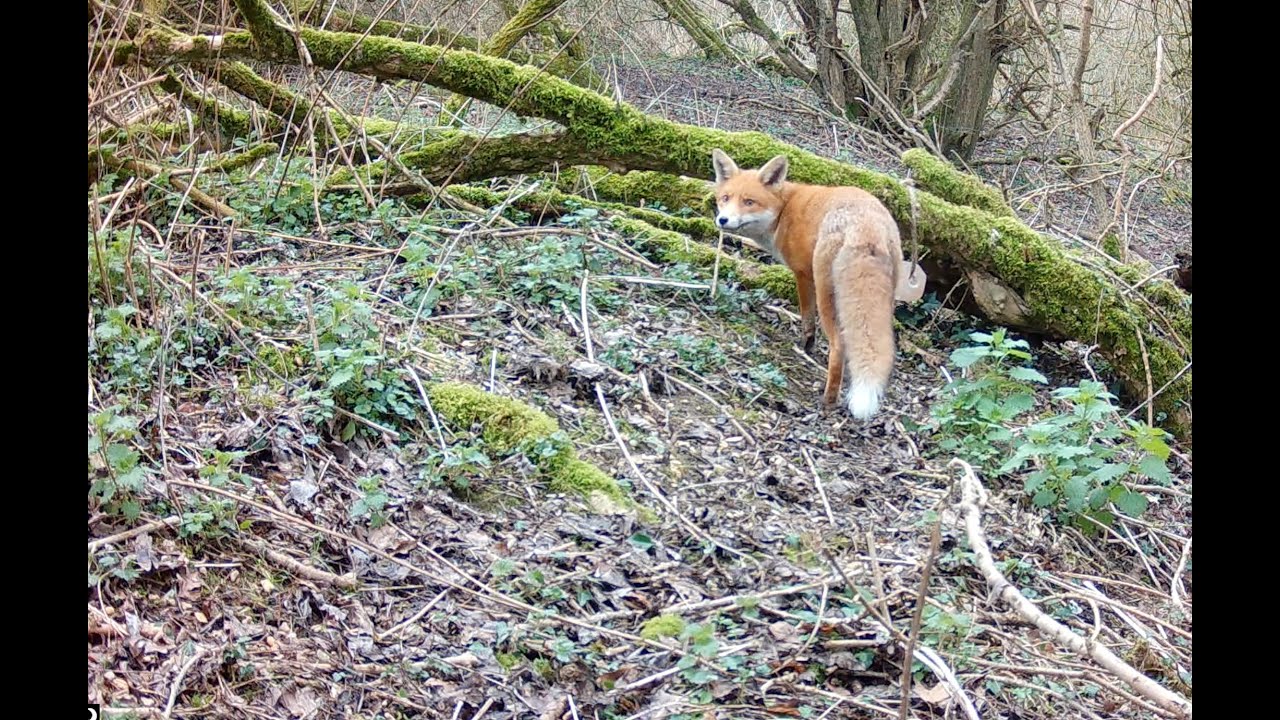 Browning Spec Ops Elite HP5 | VIDEO - YouTube