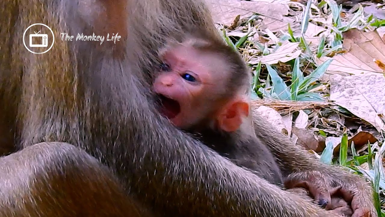 Newborn Lily crying hungry, Does mom Libby doesn't feed milk baby Lily ...