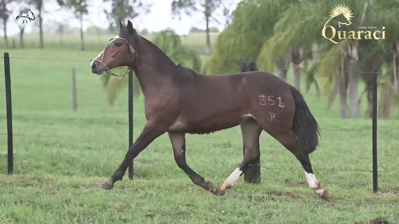 FanY de Quaraci - YouTube