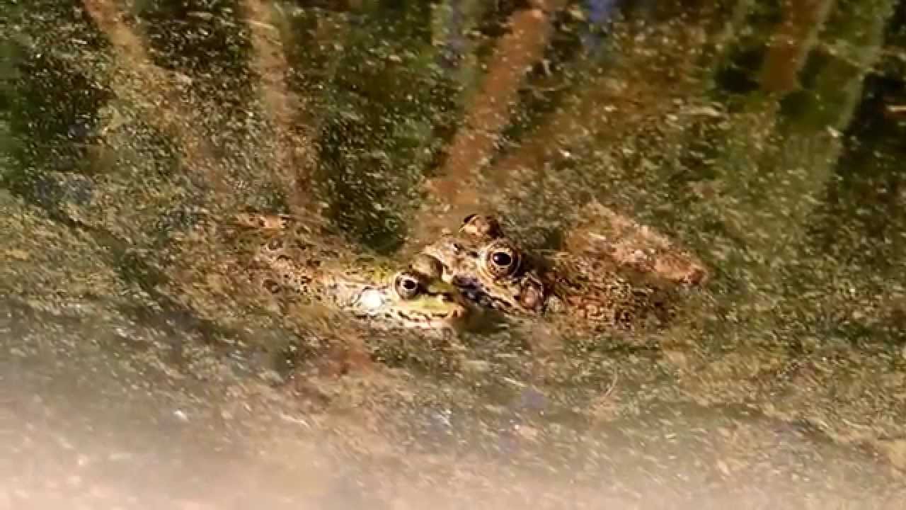 Αντίγραφο του Cyprus Water Frog ( Pelophylax cypriensis ) - Cyprus ...