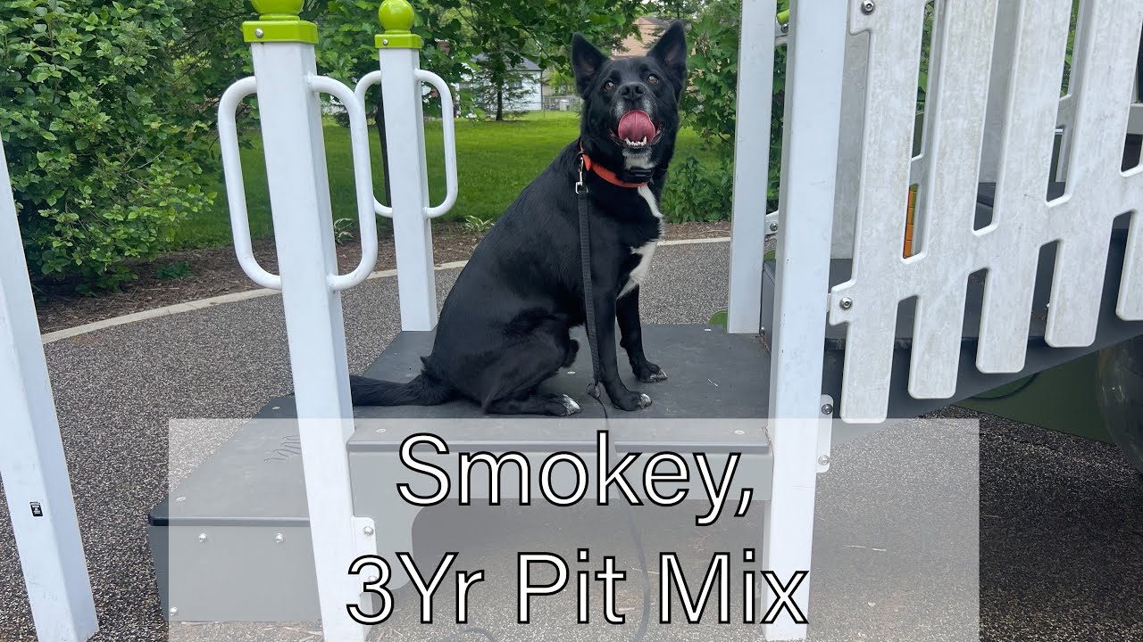 SMOKEY | 3 YEAR OLD PIT MIX | OFF LEASH OBEDIENCE | CONFIDENCE BUILDING ...