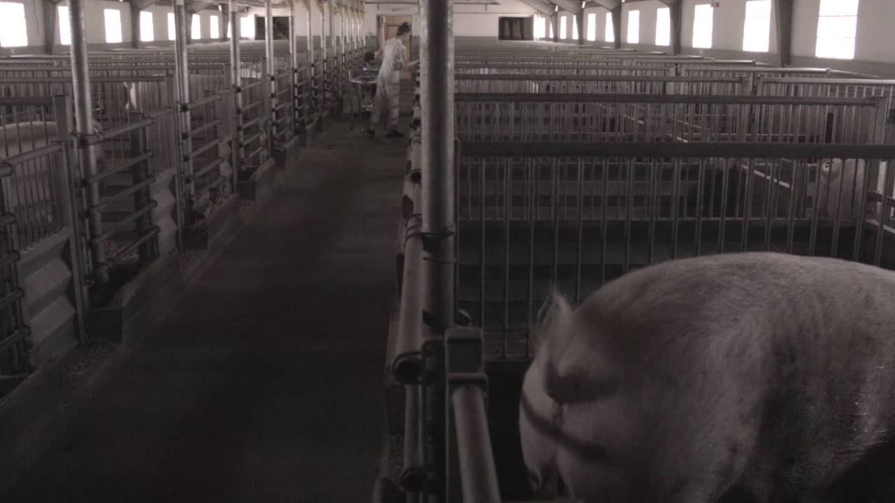Boar Exposure Program - Stald 2 - YouTube