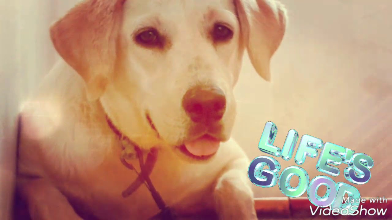 DOG's FOR HUMAN cute lotty puppy - YouTube