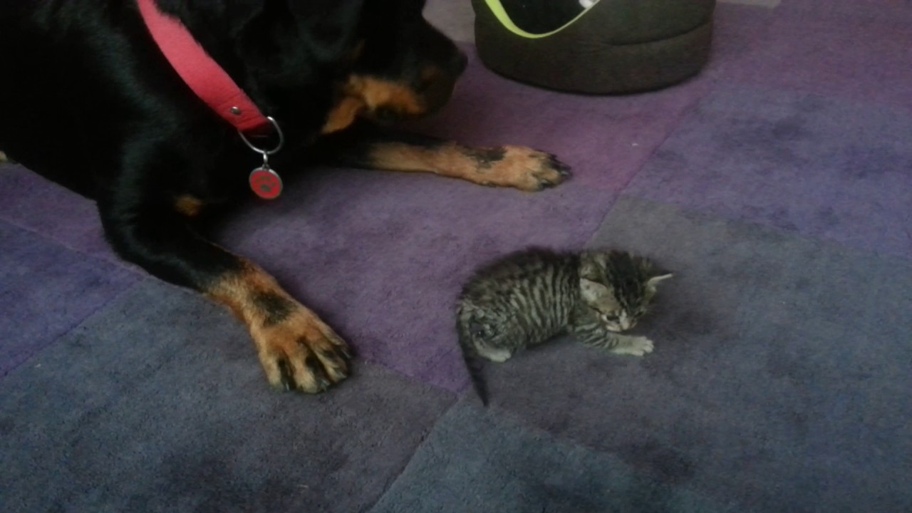 BIG ROTTWEILER EATING KITTEN !!! - YouTube