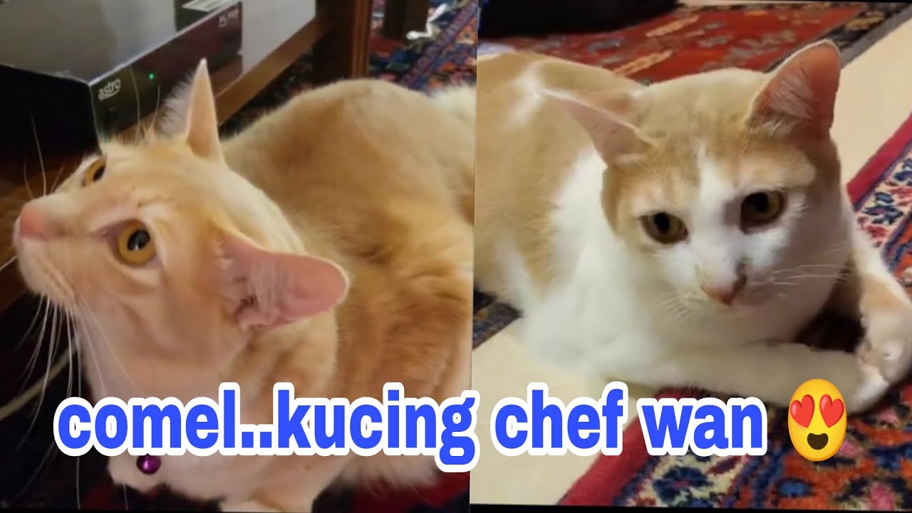 Kucing Siao Comel