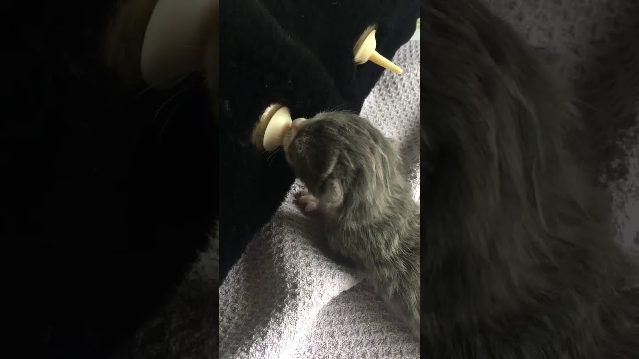 Surro-Kitty Sound / Surro-Kitty Heartbeat Surrogate Nurser for kittens ...