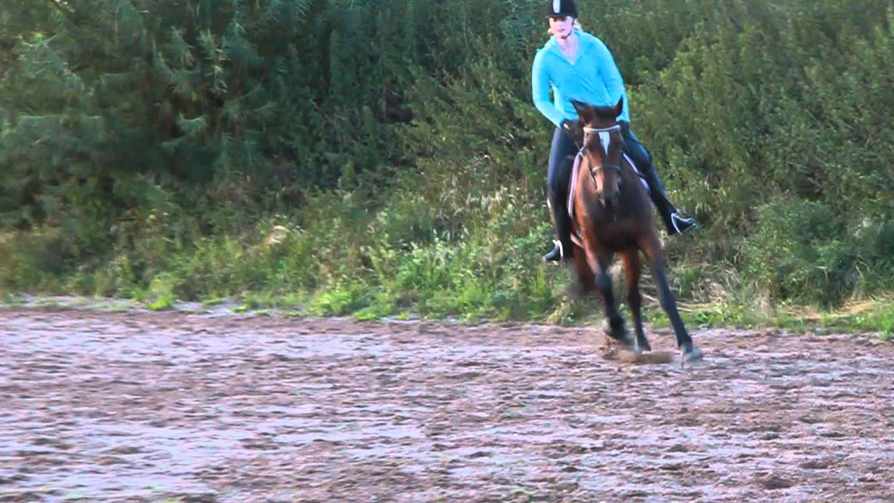 Miss Trigger i Galopp - YouTube