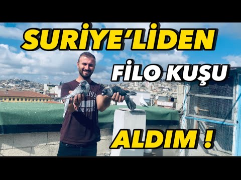 Suriyeli’den eski FİLO kuşlardan aldım ! Kuşlara deli eğitim başladı