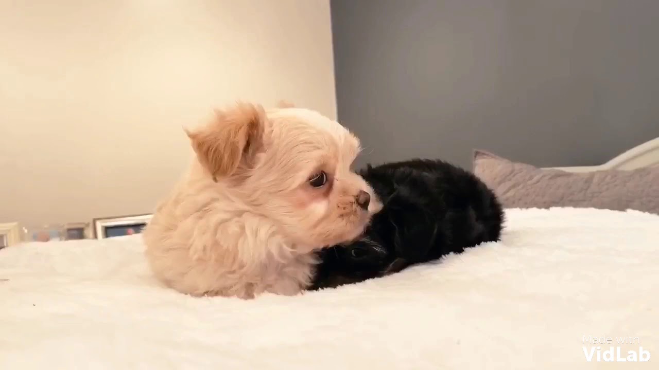 This lovely puppy has been home raised by a professional family who ...