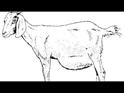 Symptoms of hypoproteinemia / Proteinemia / anasarca / generalized ...