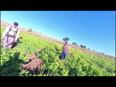 Bıldırcın avında yaptığımız atışlarda fişek ve tüfeğin önemini ortaya koyan videolar yayında quail 