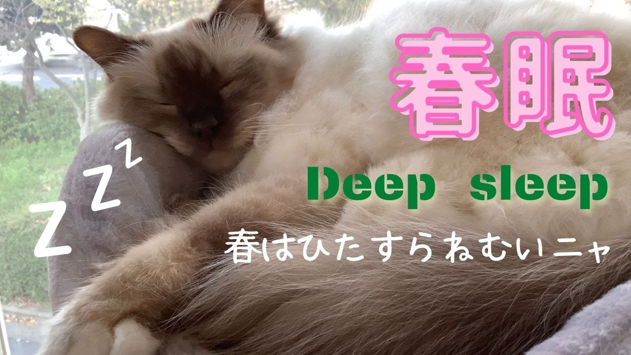 眠い眠い気持ちいいぐらい眠い【春眠】Deep sleep（バーマン猫）Birman/Cat - YouTube