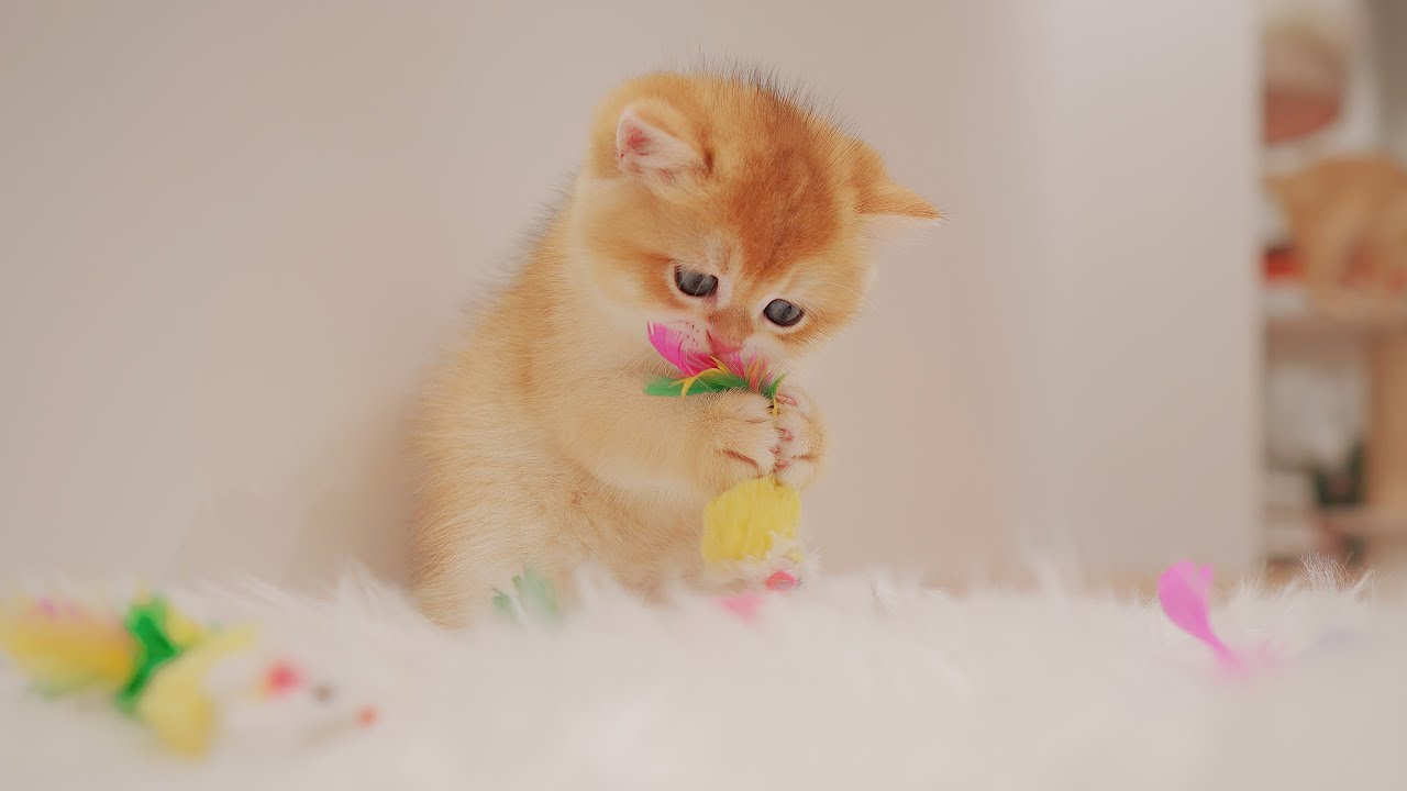 👏Kitten Try to Grab Toy with Hands, But End Up Clapping - YouTube