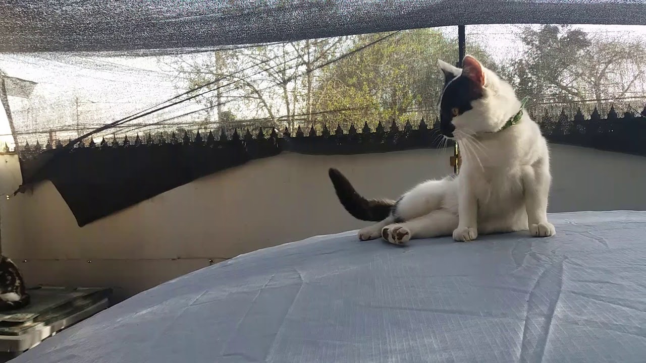 Gatitos peleando jugando se aman - YouTube