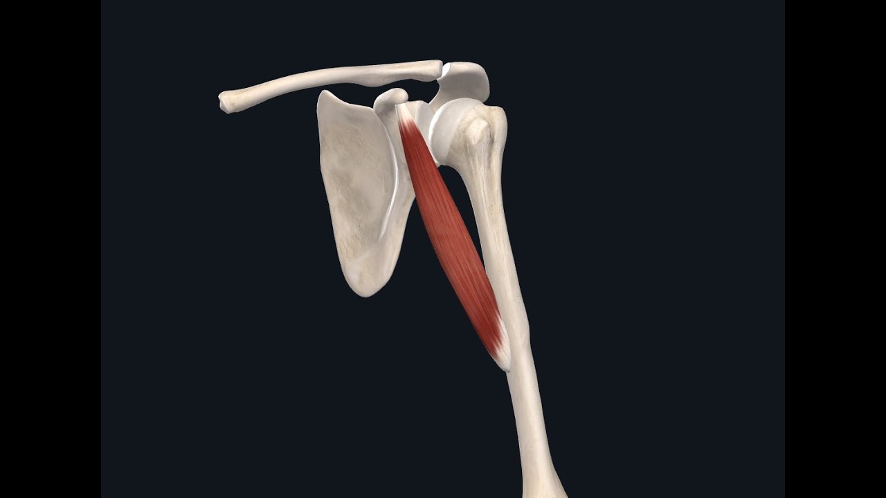 ANATOMIE MYOLOGIE Muscle CORACO BRACHIAL - YouTube