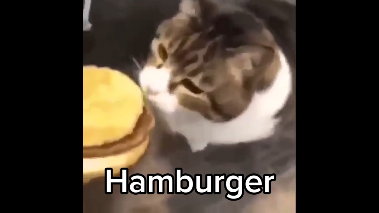 i am eating Hamburger and potato | #trend #trending #shorts #meme # ...