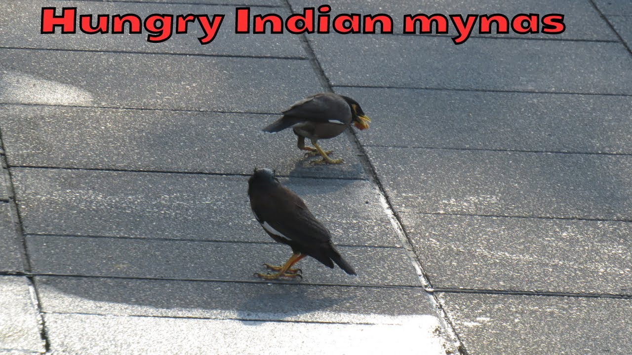 Hungry Indian mynas eating a snack - YouTube