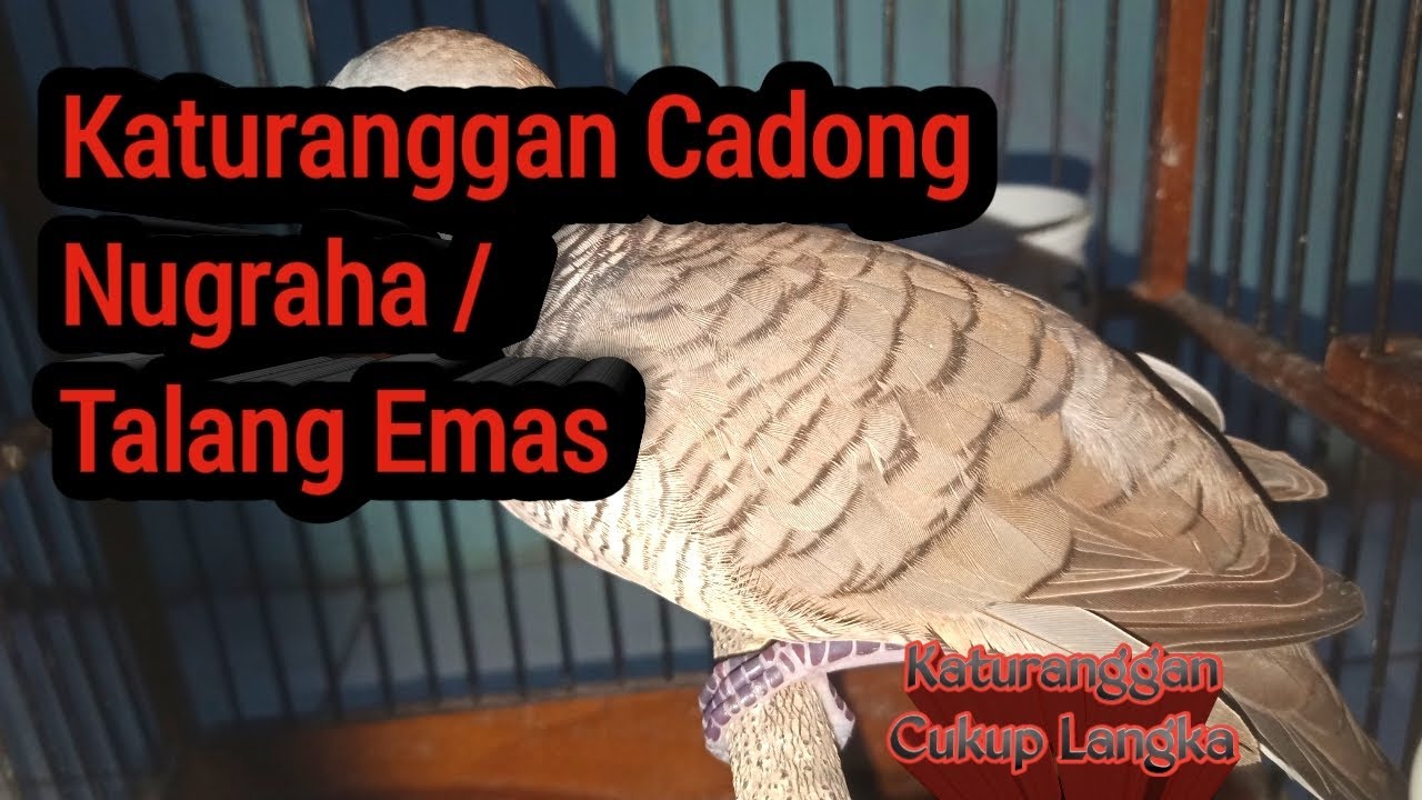 KATURANGGAN TALANG EMAS || CADONG NUGRAHA - YouTube