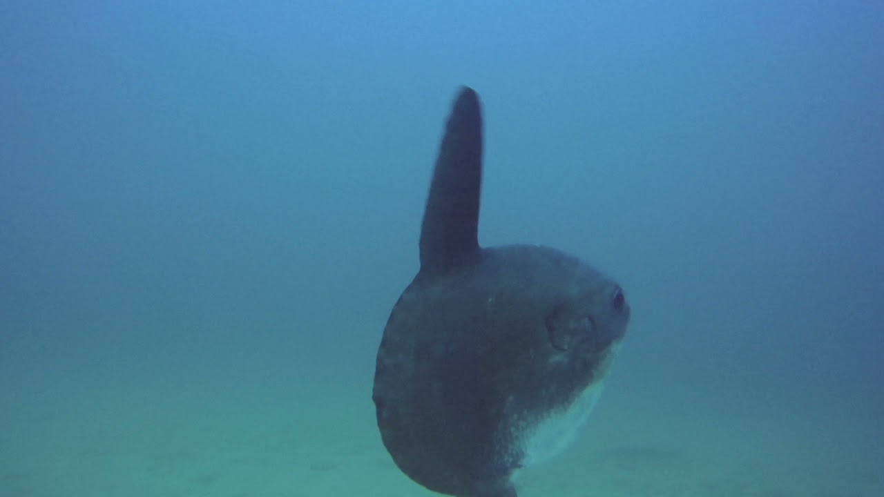 Poisson lune, mole - Mola Mola - YouTube