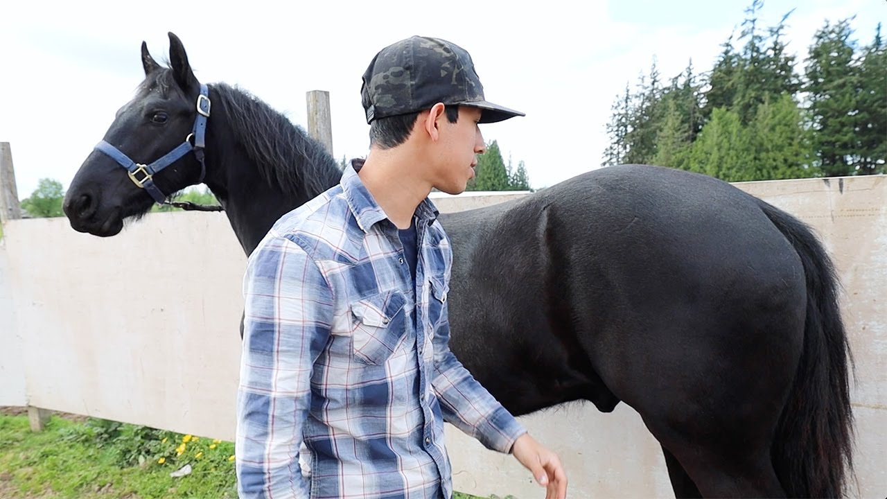 COMO CEPILLAR TU CABALLO !! - YouTube