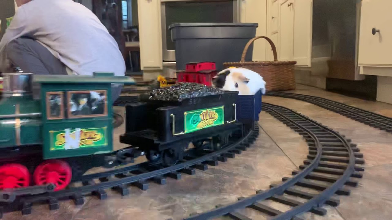 Guinea pigs on a train - YouTube