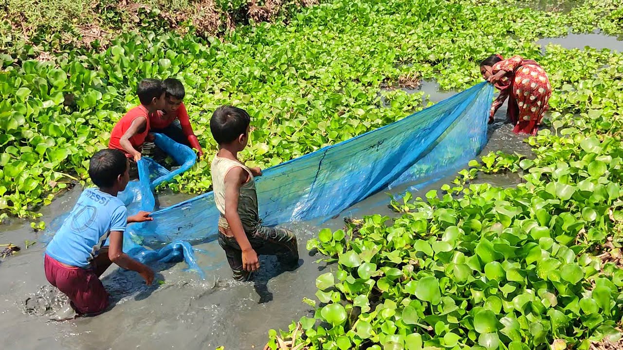 Traditional net fishing in village canal - Fishing in village - YouTube