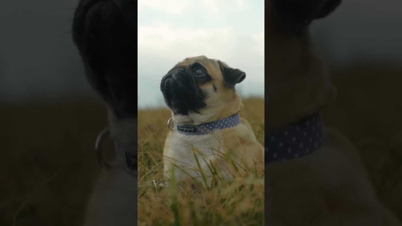 cute dog shorts - YouTube