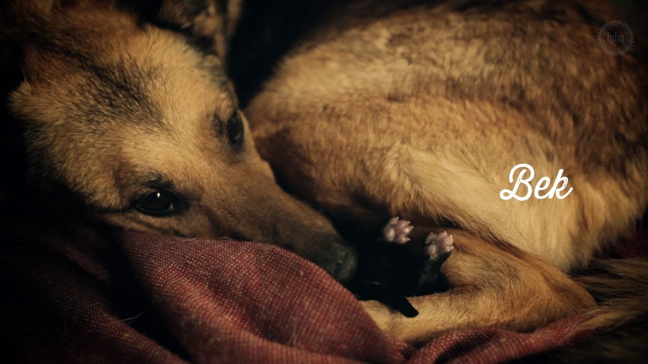 Bek - La mise bas [ Bek the dog giving birth ] - YouTube