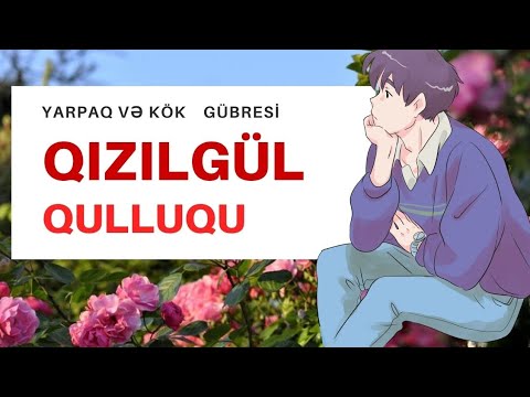 🌹🌱🤌 Qızılgülə bu  gübrəni verin |  Qızılgül qulluqu | Gül bakımı ve Gübreleme | #elmiəsaslarla ✂️
