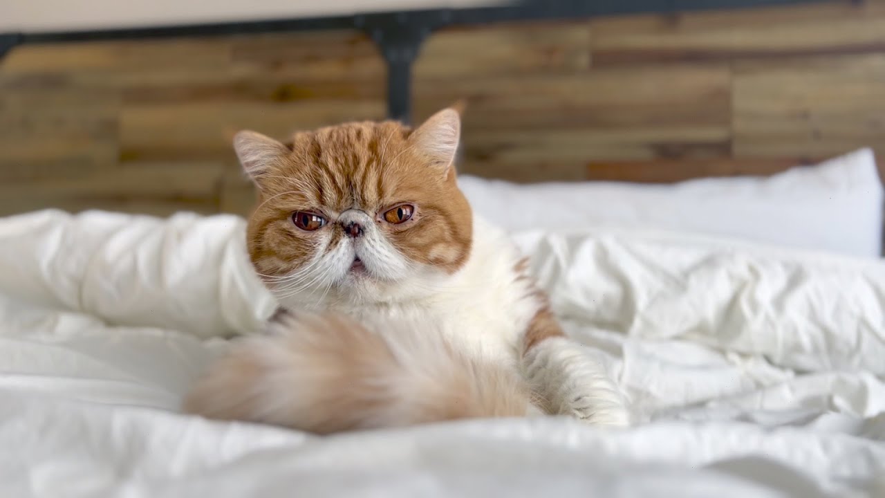Cute Orange Cat Grooming - YouTube