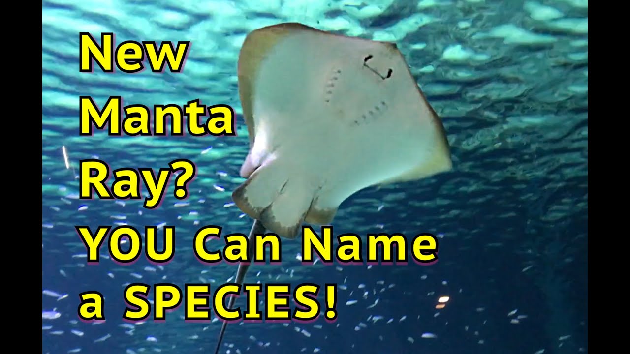Newest Manta Ray Species Named After Surrealist Man Ray? - YouTube