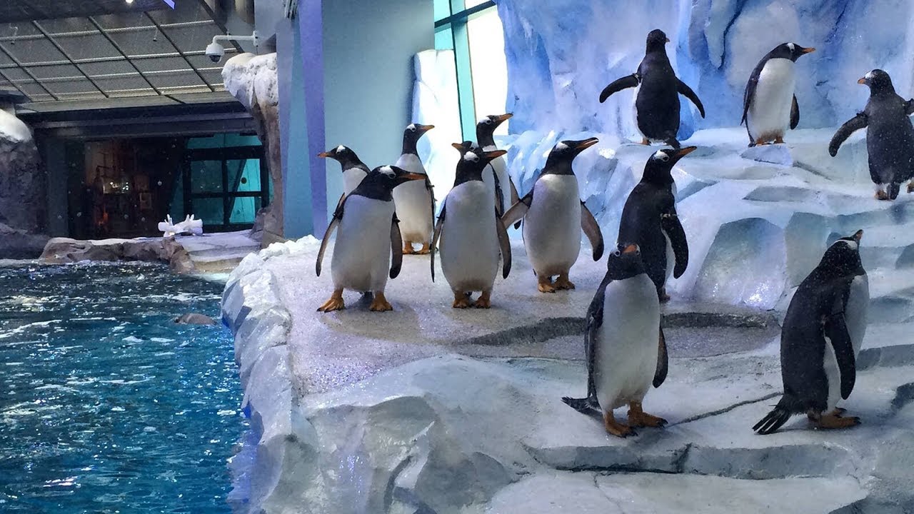 penguins in india | One and Only Place in India Where Penguins Exist ...