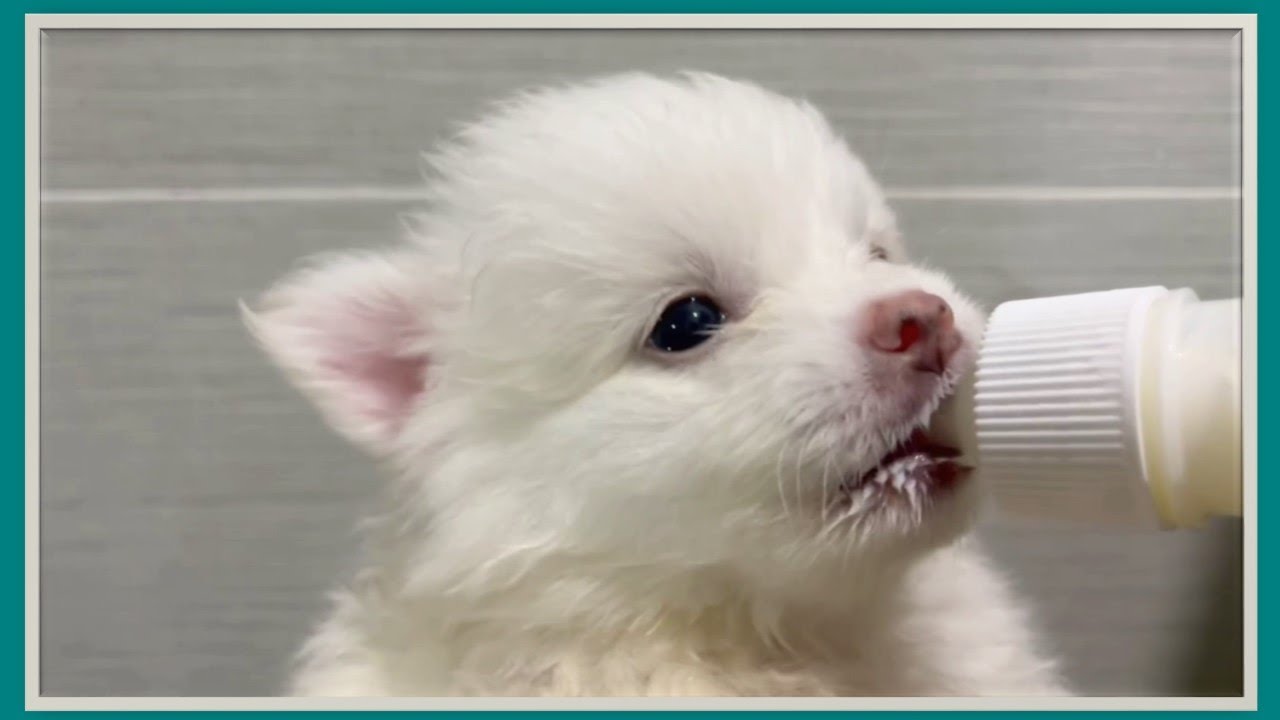 Puppy drinking milk with milk bottle #dogs #cute puppies - YouTube