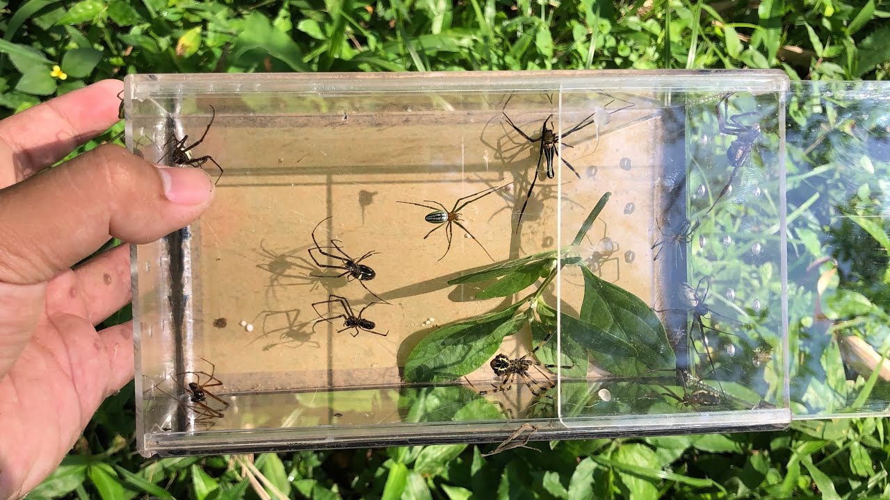 spider hunt‼️ along the river to catch various kinds of spiders, weaver ...