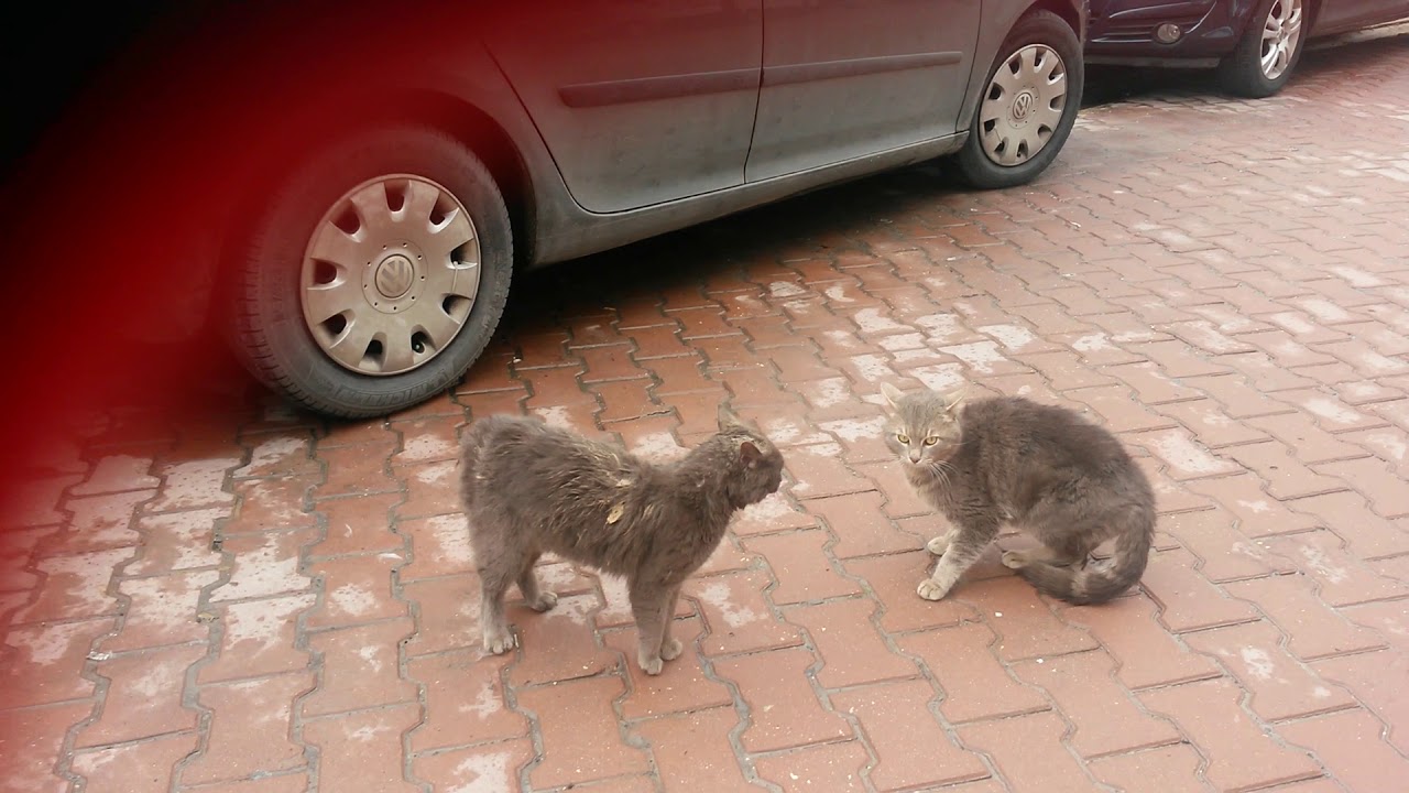 two angry gray cats talking each other - YouTube