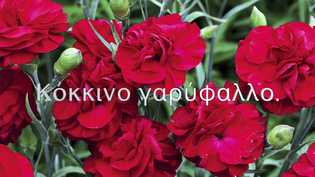 Raimonda Kamberi - ΚΟΚΚΙΝΟ ΓΑΡΥΦΑΛΛΟ - YouTube