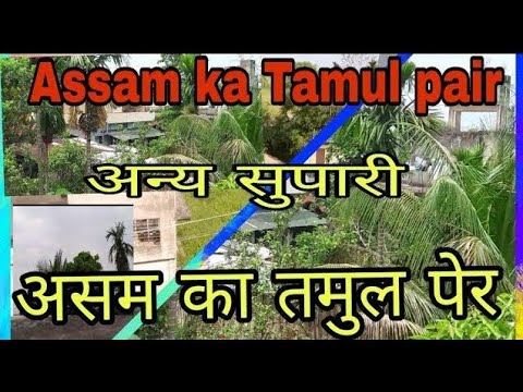 assam supari tree||supari ka ped|| असम सुपारी ट्री||सुपारी का पेड़ ...