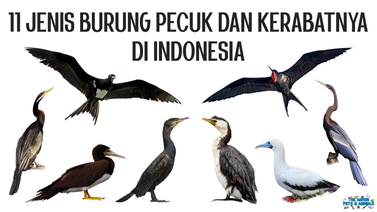 11 Jenis Burung Pecuk, Burung Cikalang, dan Burung Angsa Batu ...