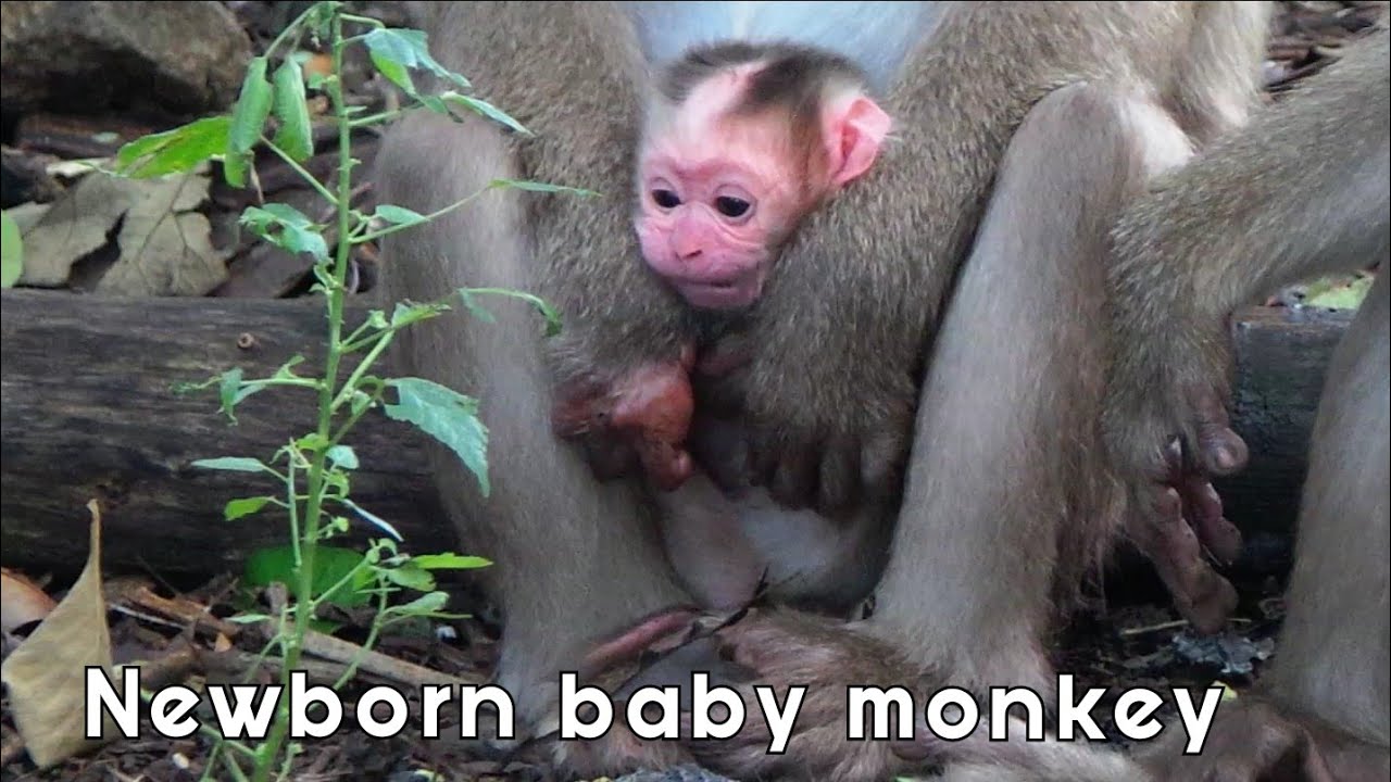 Congratulations Rozy she gives birth safely baby monkeys Rodie a ...