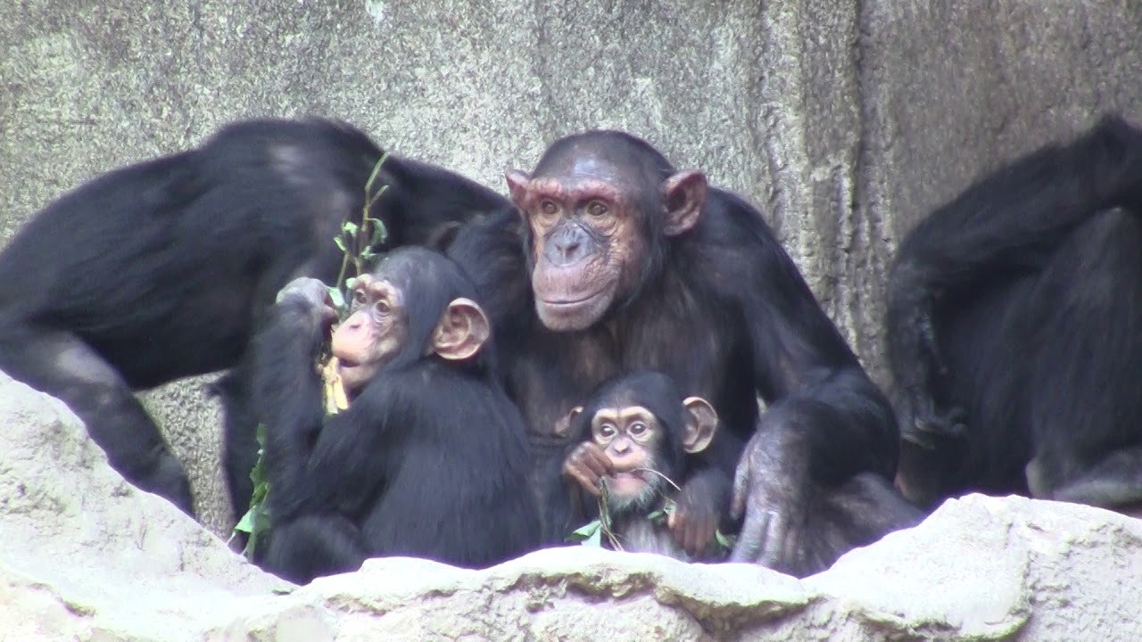 chimp kindergarten 3 - YouTube
