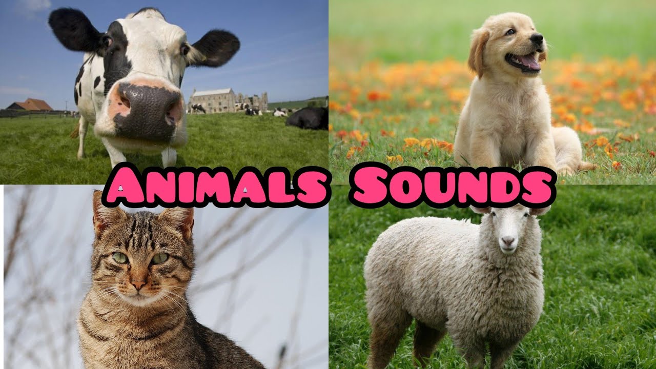 Animal Sounds for Children | Amazing Animals Sounds. Learn animals ...