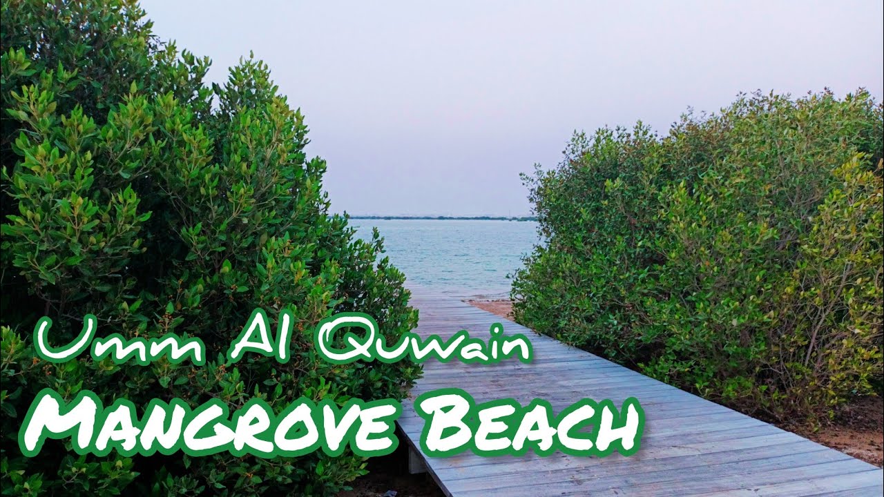 Mangrove Beach Umm Al Quwain - YouTube