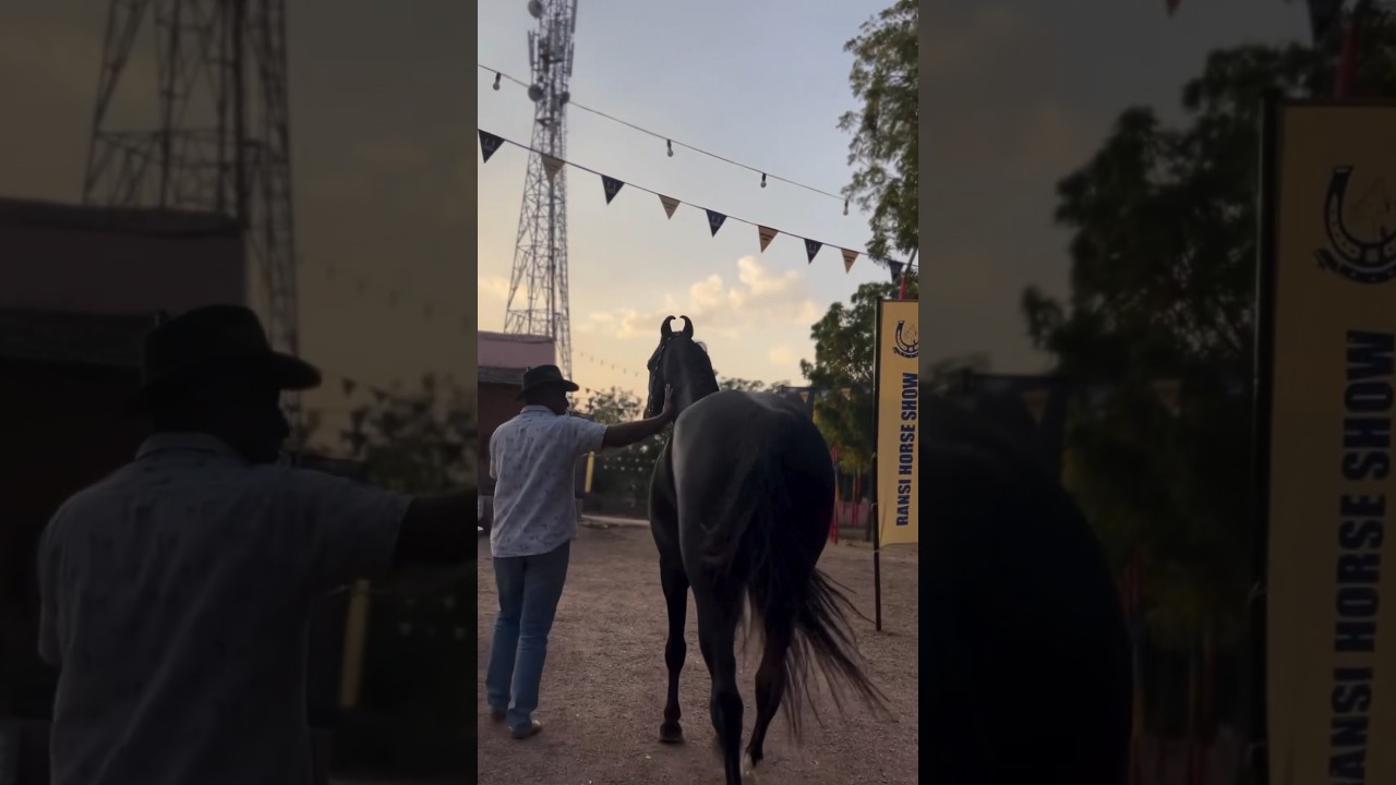 Warming up to the 3rd ransi horse show! Stallion parsen #marwarihorse # ...