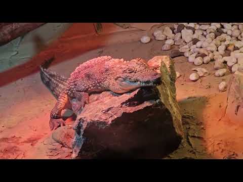 yılan surungen hayvan