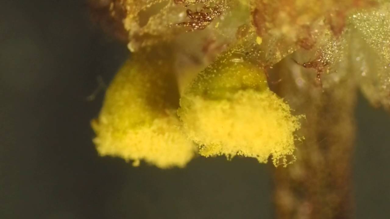 Spore dispersal in Marchantia polymorpha (2) - YouTube