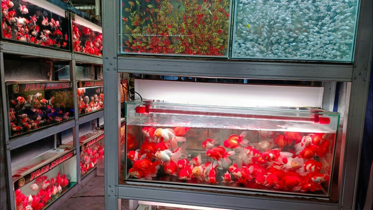 Review Ikan Mas Koki Dan Ikan Glofish.Harga Di Bawah 100 Ribu. Di Toko Ikan Jatinagara Jakarta ...