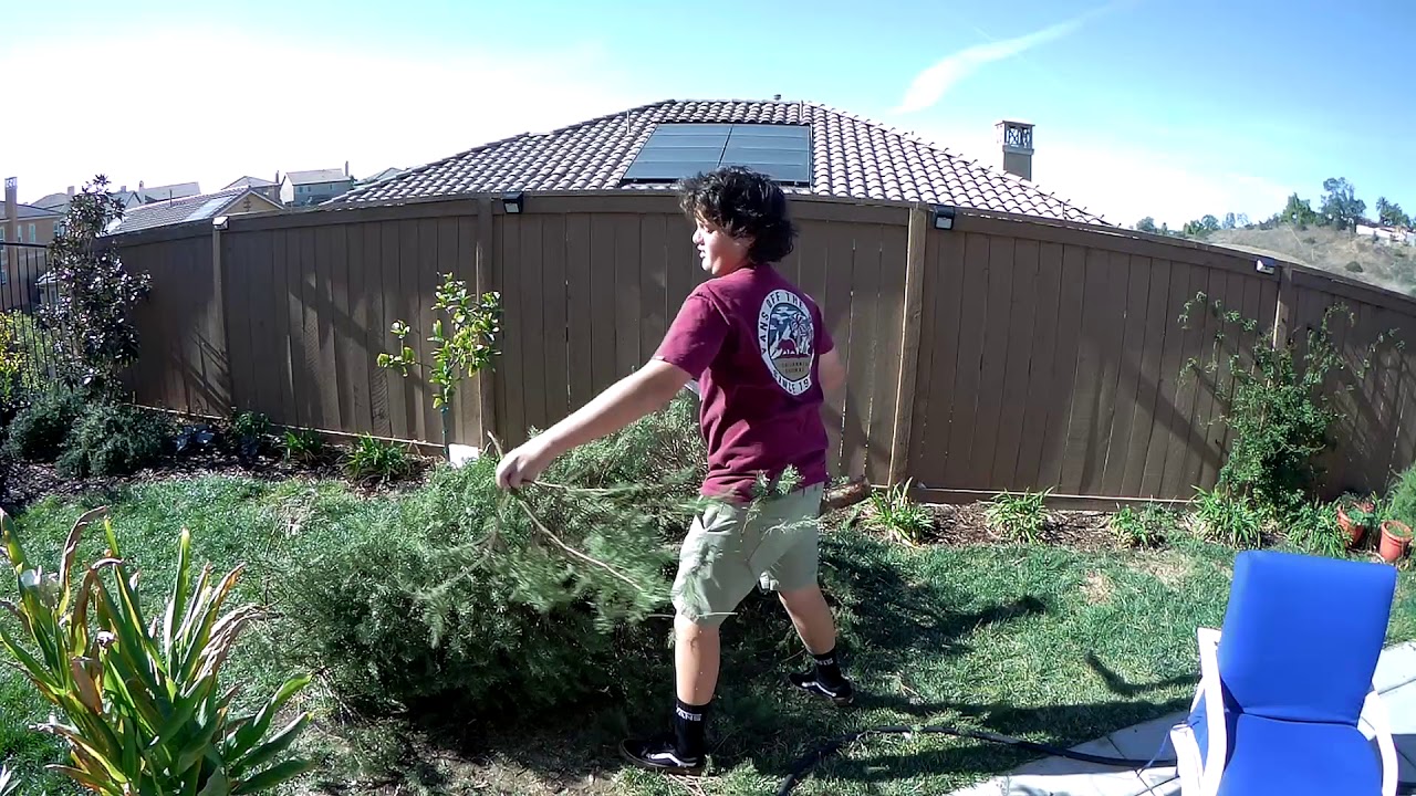 How to chop a Christmas Tree - YouTube